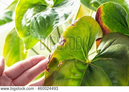 Leaves Diseases Image & Photo (Free Trial) | Bigstock