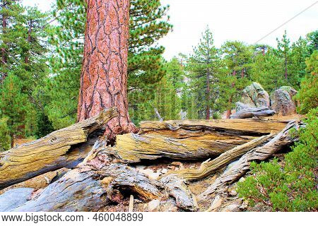 Logs Fallen Pine Tree Image & Photo (Free Trial) | Bigstock