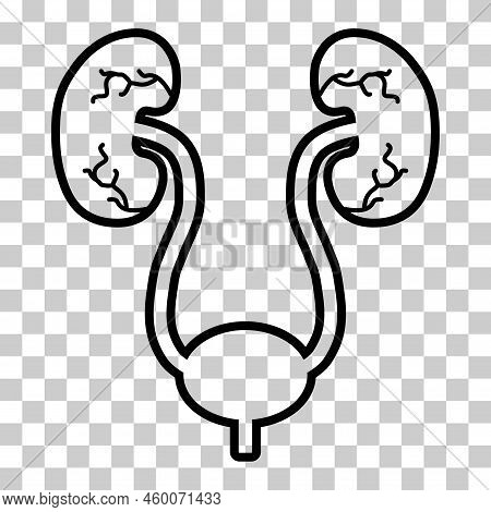 Urology Health Human Vector & Photo (Free Trial) | Bigstock