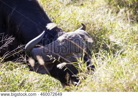 Brown Buffalo Image & Photo (Free Trial) | Bigstock