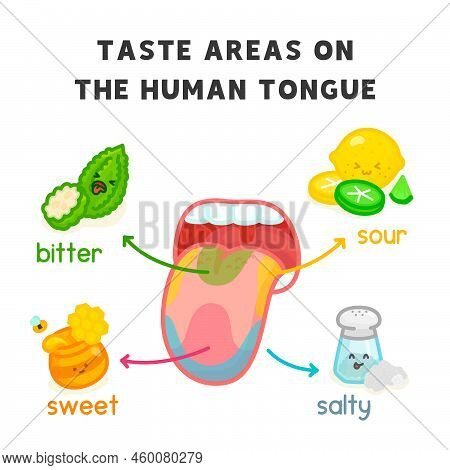 Food Taste Diagram Vector & Photo (Free Trial) | Bigstock