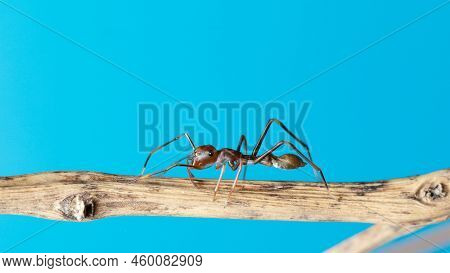 Female Ant Mimic Image & Photo (Free Trial) | Bigstock