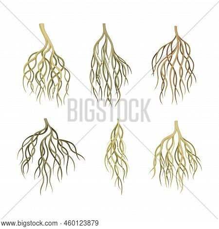 Branching Root Tree Vector & Photo (Free Trial) | Bigstock