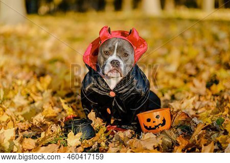 American Bully Dog Image & Photo (Free Trial) | Bigstock