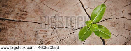 Closeup Tree New Life Image & Photo (Free Trial) | Bigstock