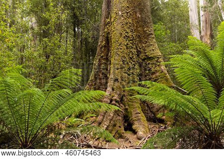 Base Large Mossy Swamp Image & Photo (Free Trial) | Bigstock