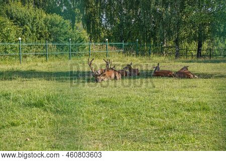 Red Deer Rest Shade Image & Photo (Free Trial) | Bigstock