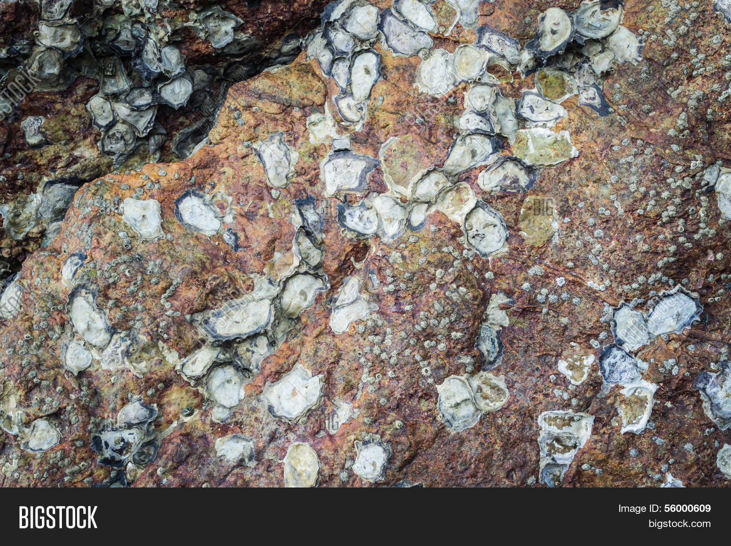 Texture Sea Animal On Image & Photo (Free Trial) | Bigstock