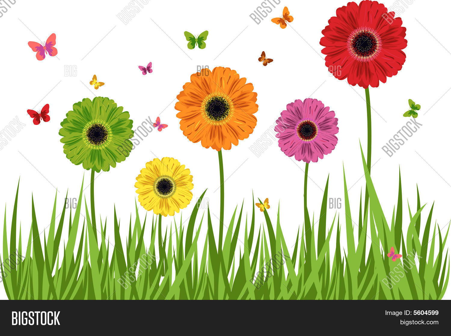Gerbera Flower Vector & Photo (Free Trial) | Bigstock