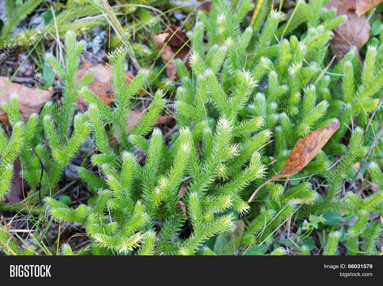 Club Mosses Image & Photo (Free Trial) | Bigstock