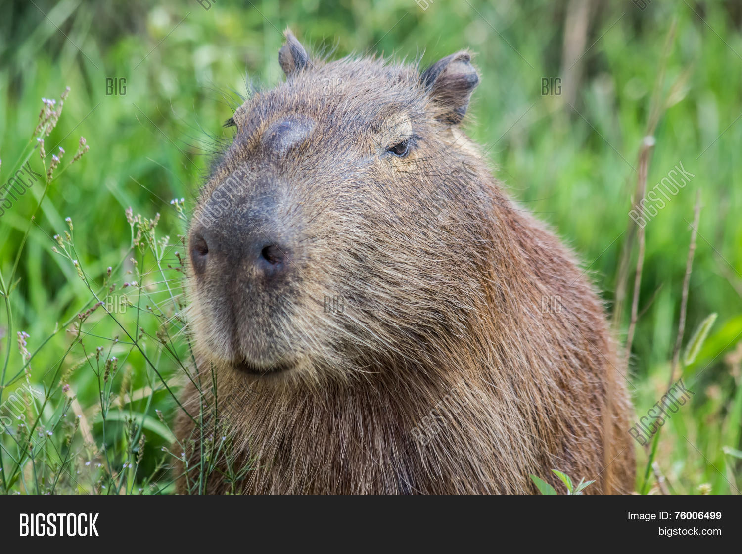 Portret Capybara Swamp Image & Photo (Free Trial) | Bigstock