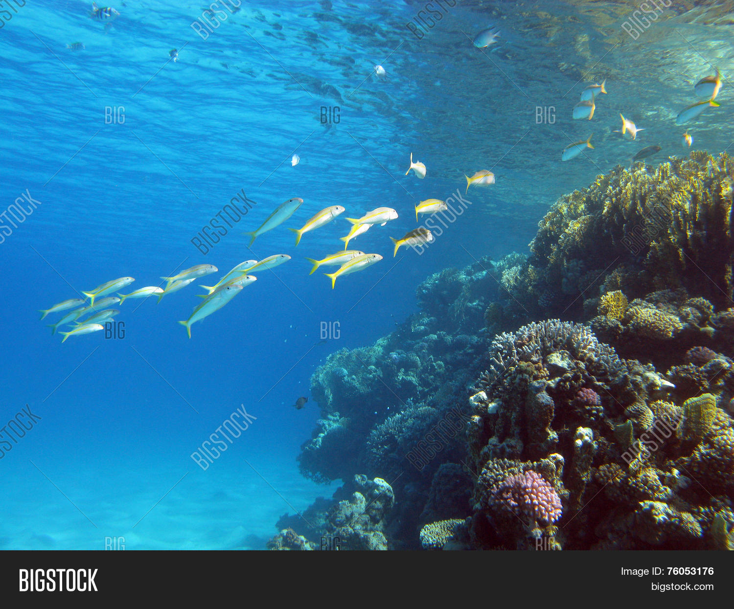 Coral Reef Shoal Image & Photo (Free Trial) | Bigstock