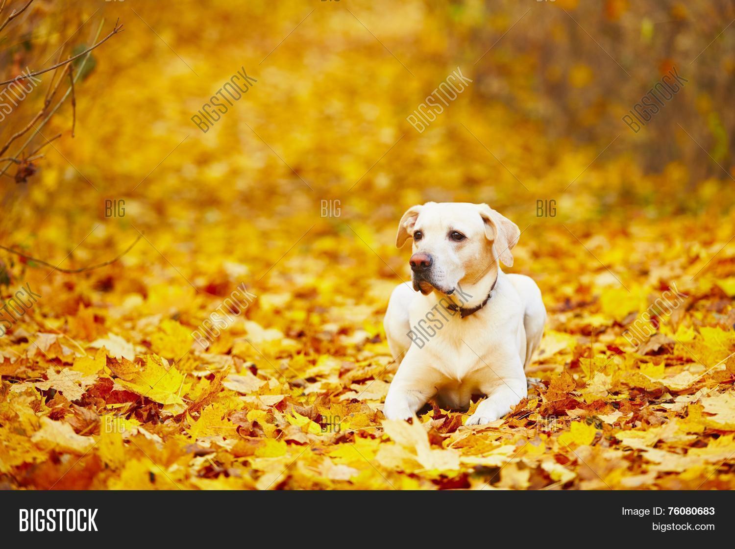 Dog Autumn Image & Photo (Free Trial) | Bigstock