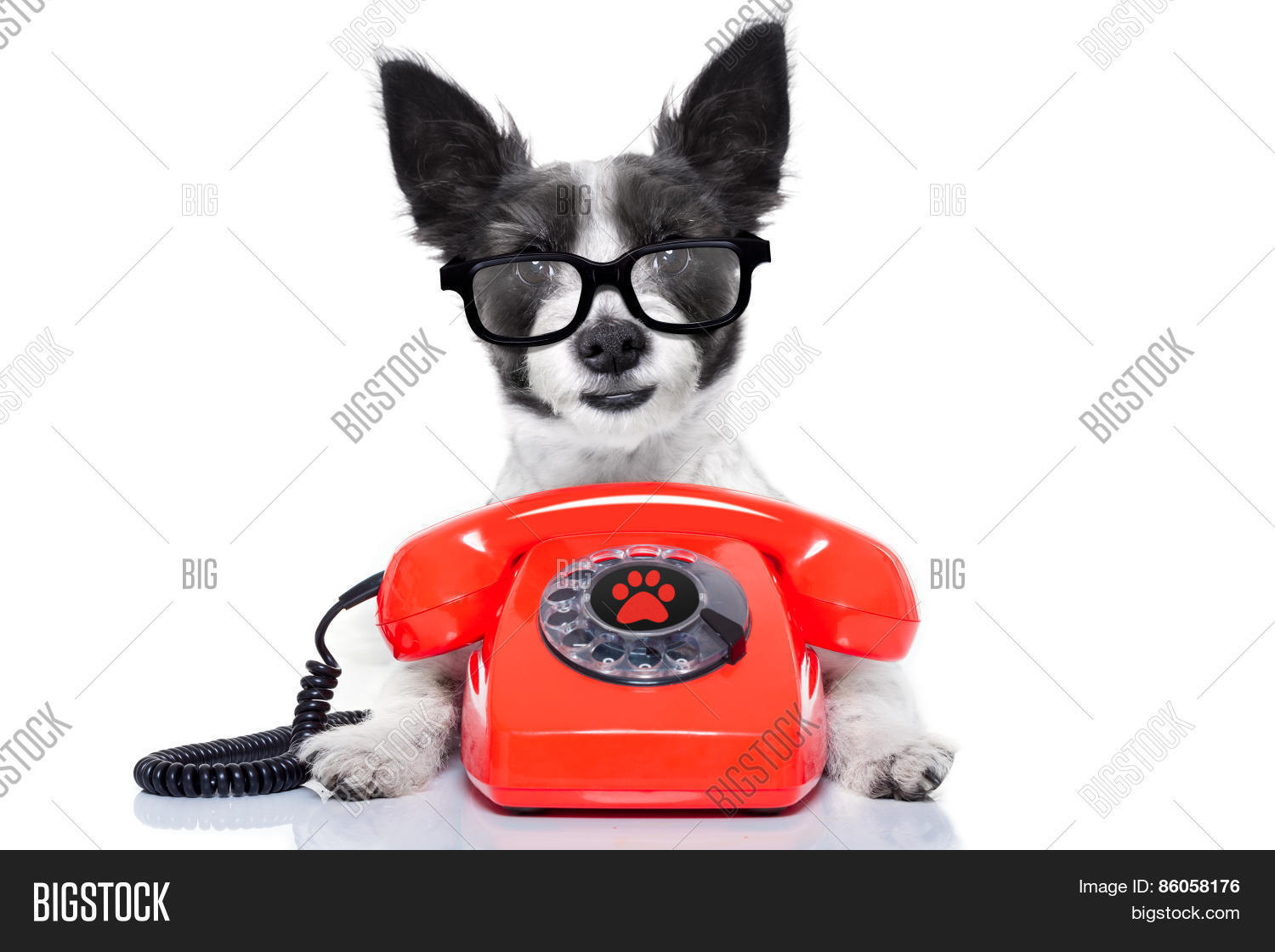 Dog On Phone Image & Photo (Free Trial) | Bigstock