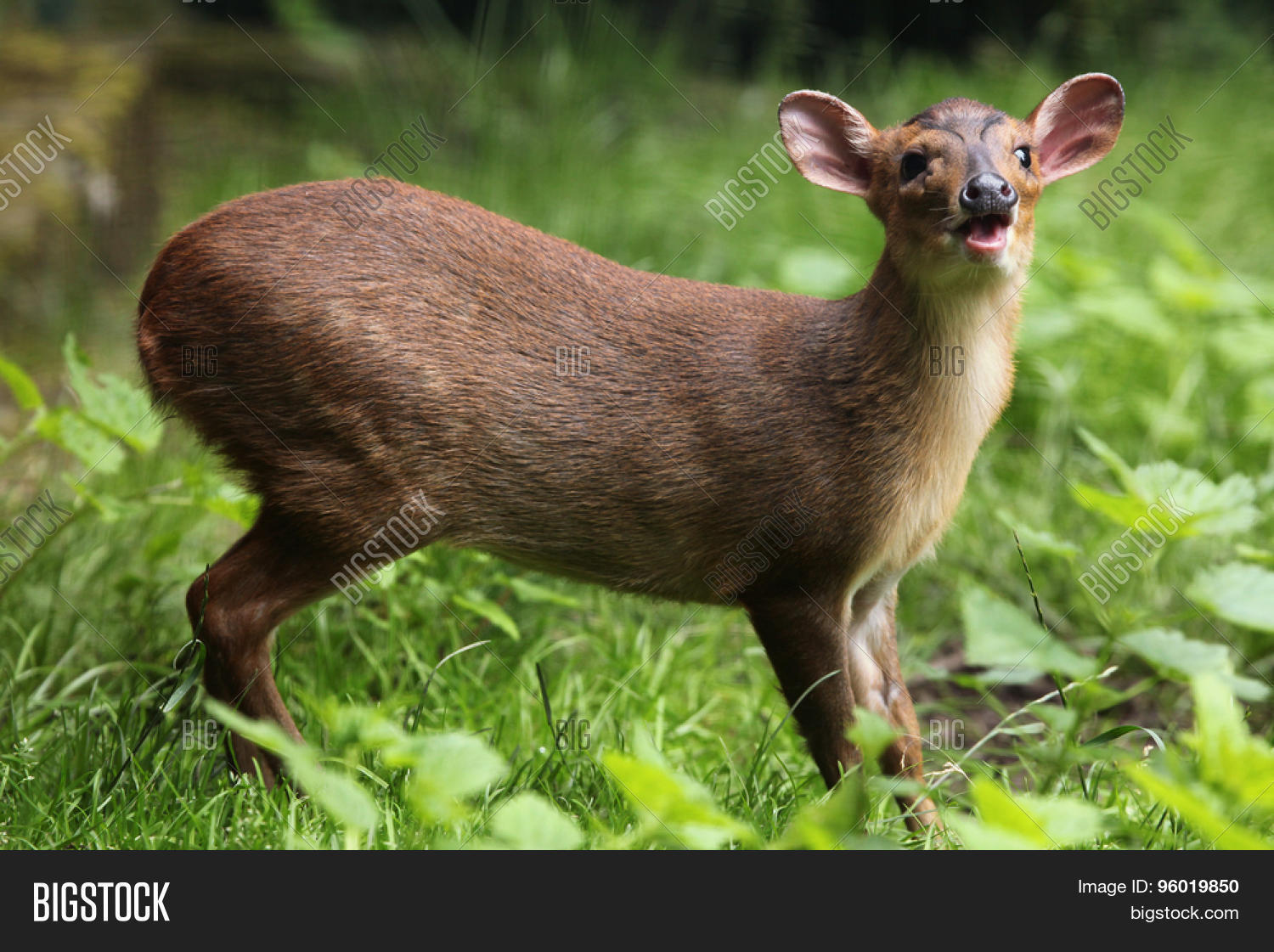 Chinese Muntjac ( Image & Photo (Free Trial) | Bigstock