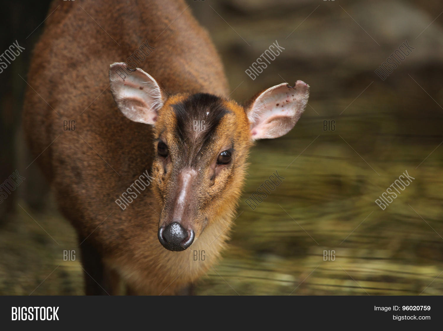 Chinese Muntjac ( Image & Photo (Free Trial) | Bigstock