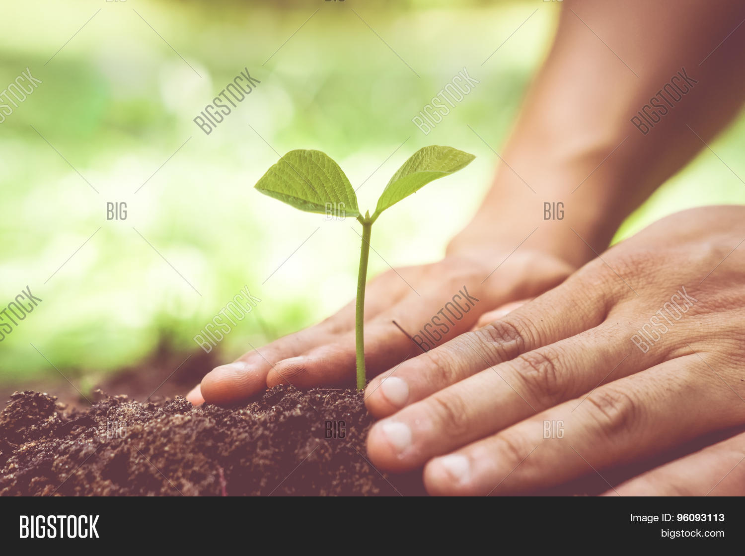Hands Farmer Growing Image & Photo (Free Trial) | Bigstock