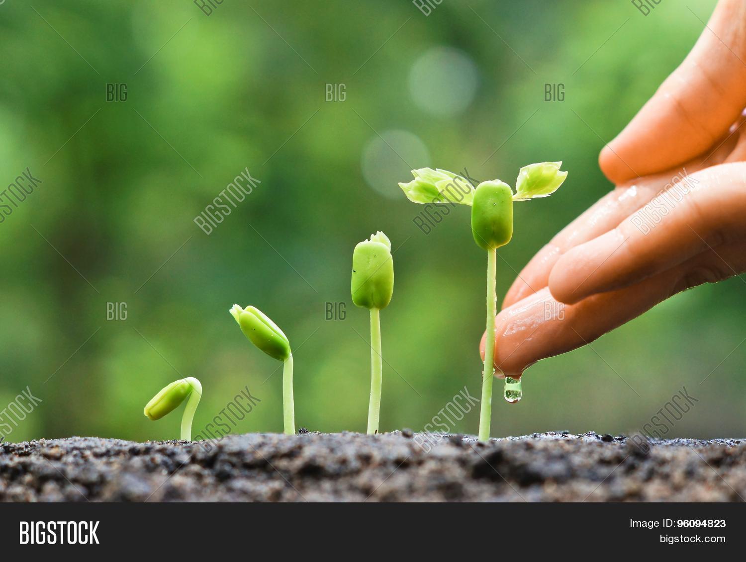 Growing Plants Image & Photo (Free Trial) | Bigstock