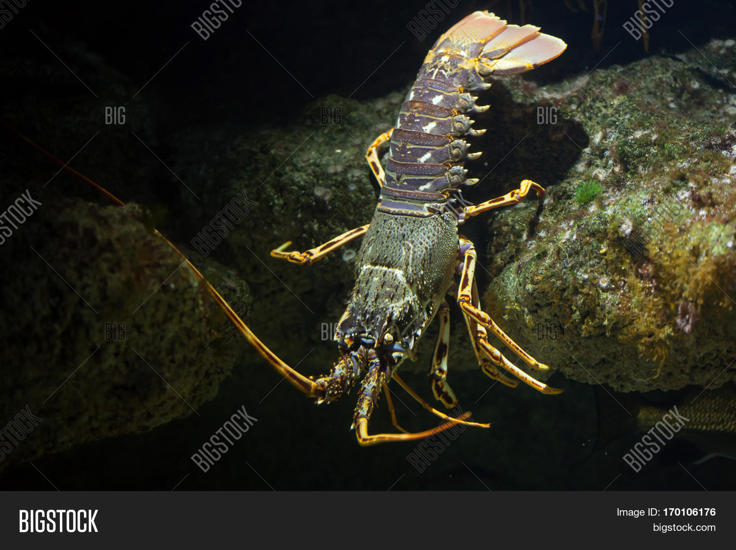 Common Spiny Lobster ( Image & Photo (Free Trial) | Bigstock