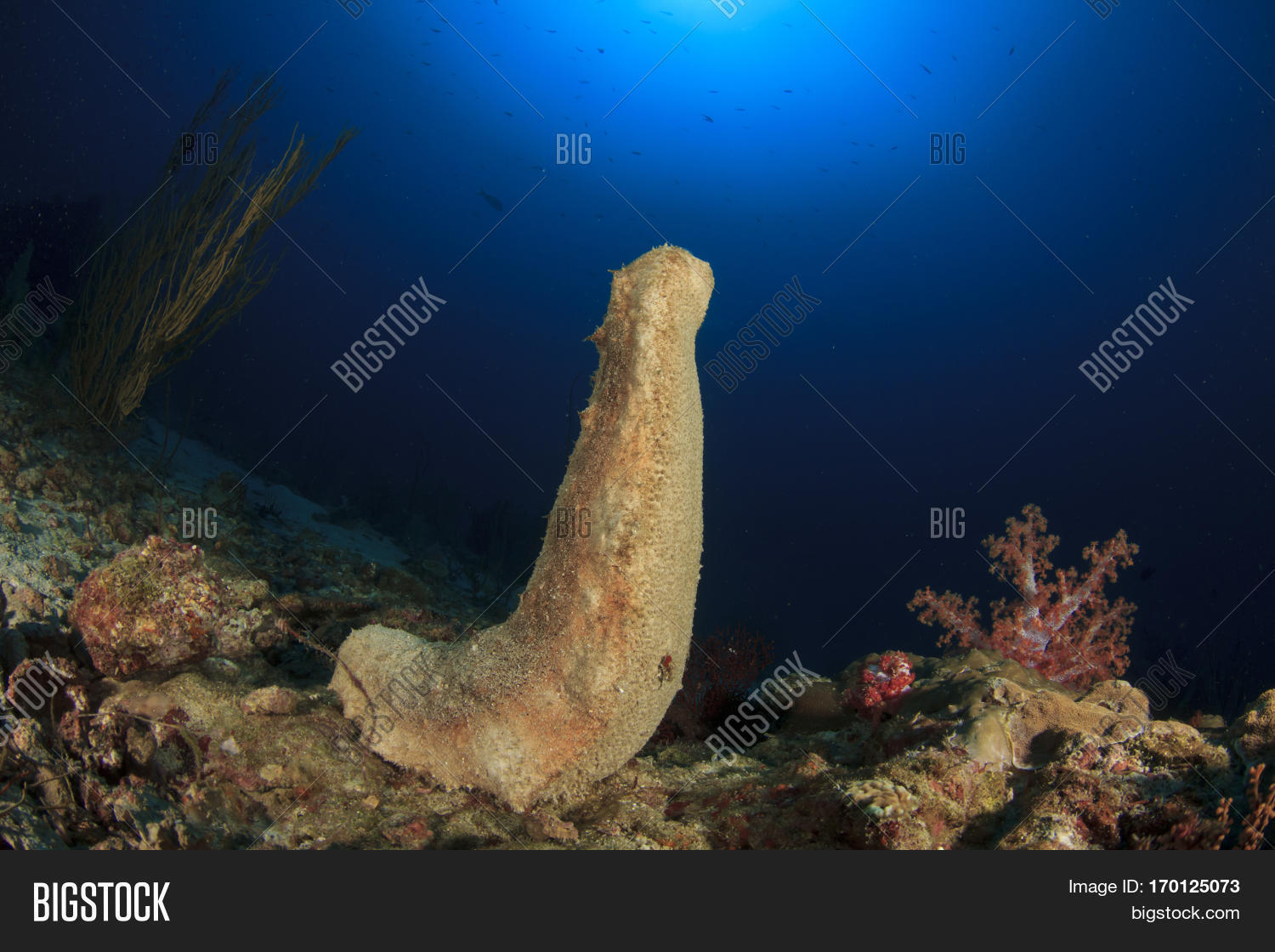 Sea Cucumber Spawning Image & Photo (Free Trial) | Bigstock