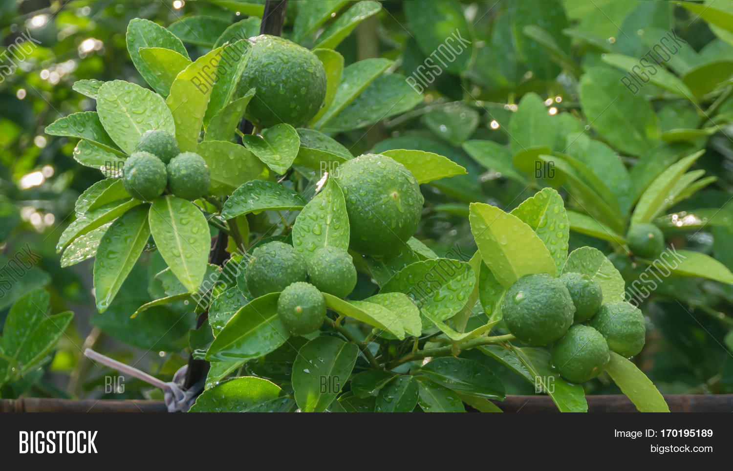 Lime Green Tree Image & Photo (Free Trial) | Bigstock