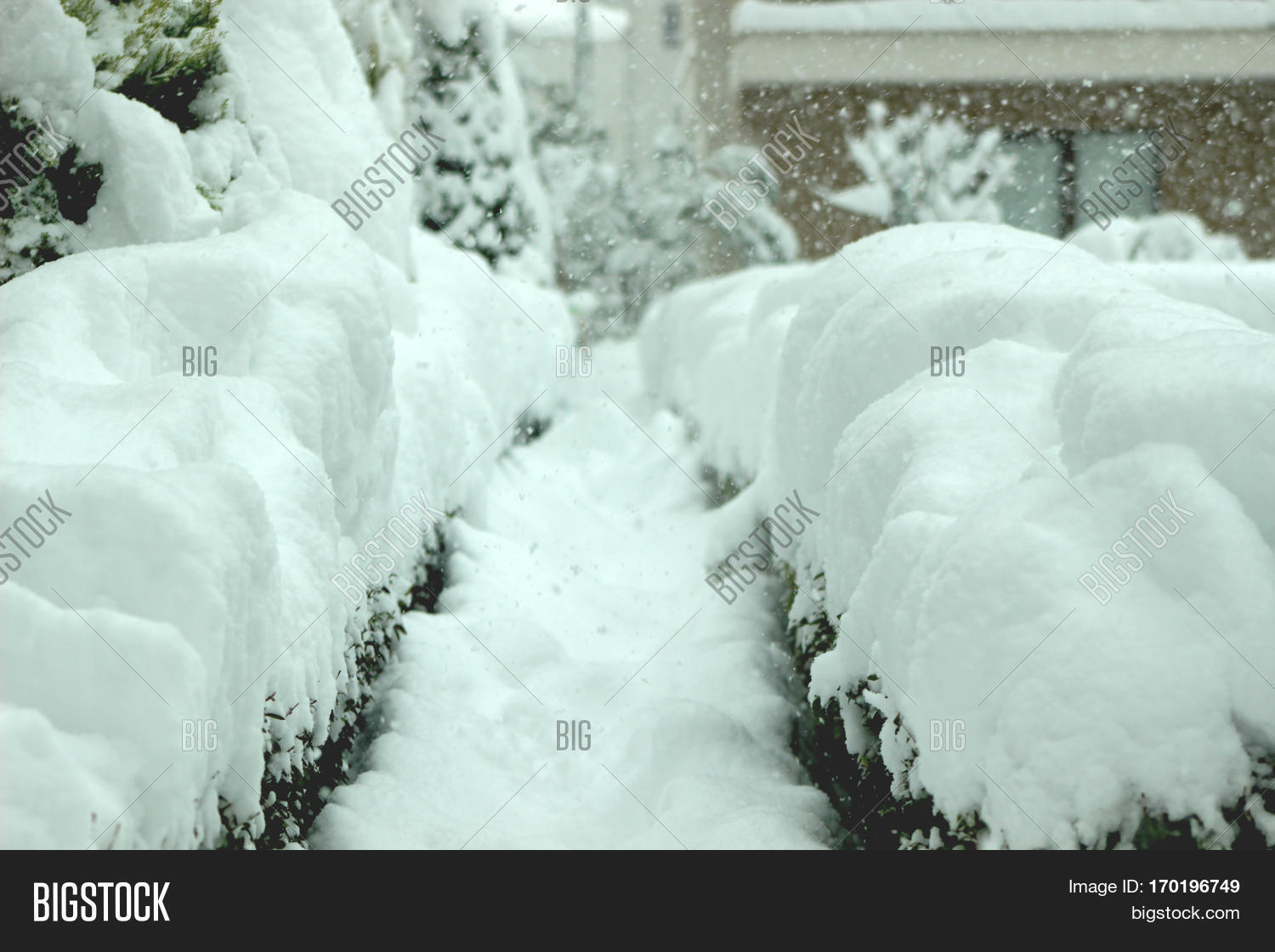 Snow Tree Green Winter Image & Photo (Free Trial) | Bigstock