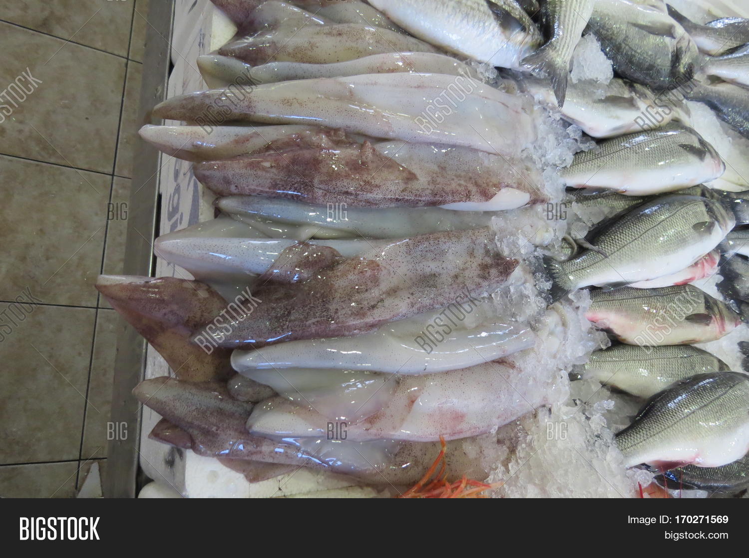 Fresh Squid (Calamari Image & Photo (Free Trial) | Bigstock