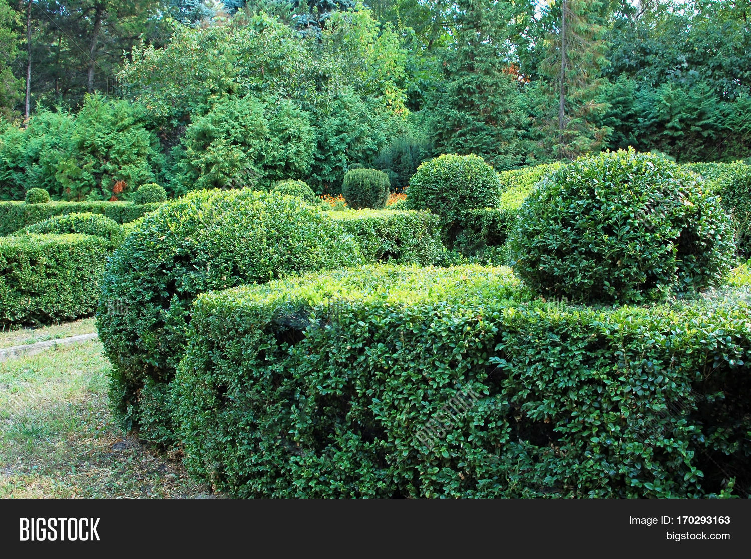 Clipped Buxus Image & Photo (Free Trial) | Bigstock