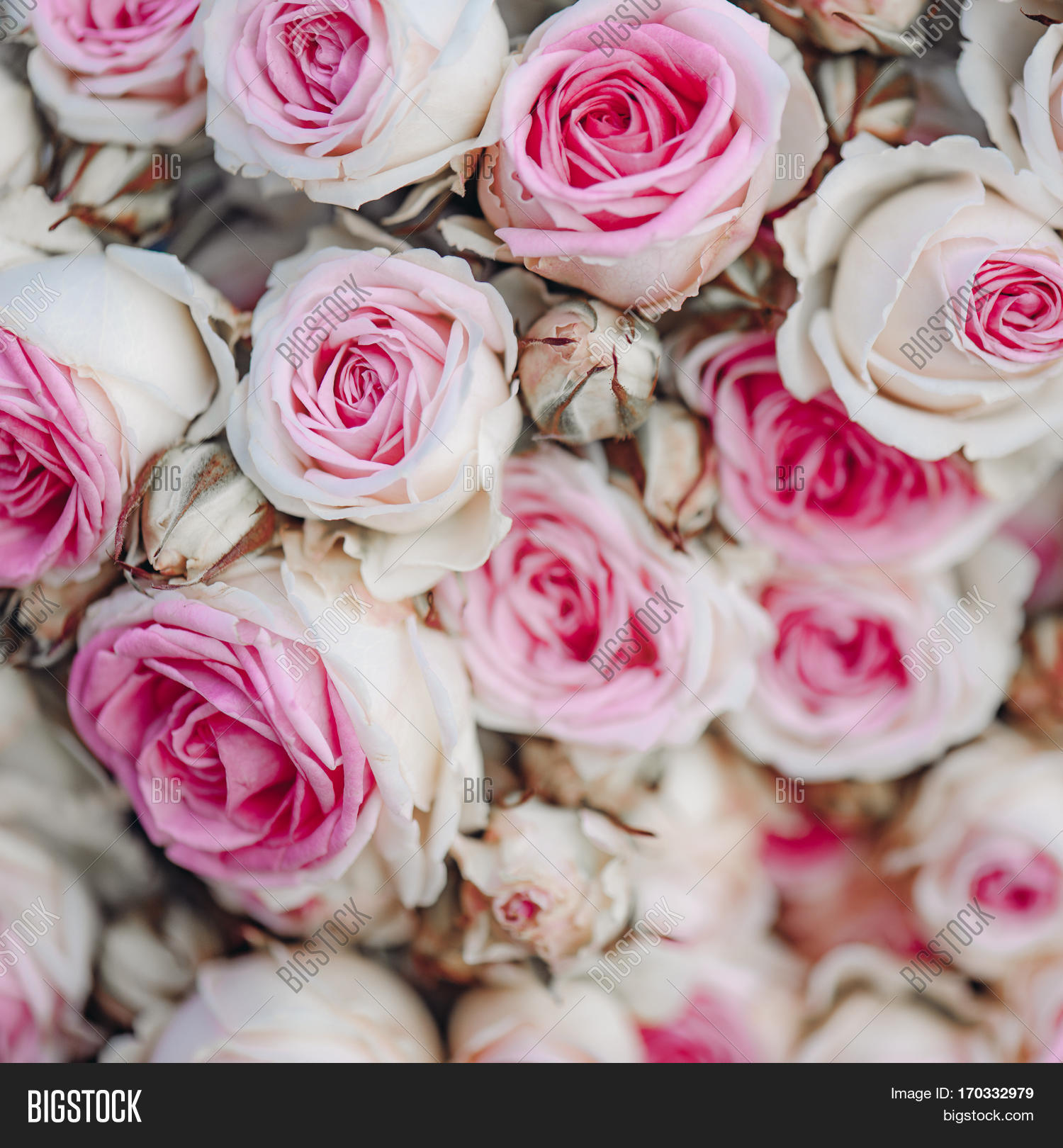 Vintage Pink Roses Image & Photo (Free Trial) | Bigstock