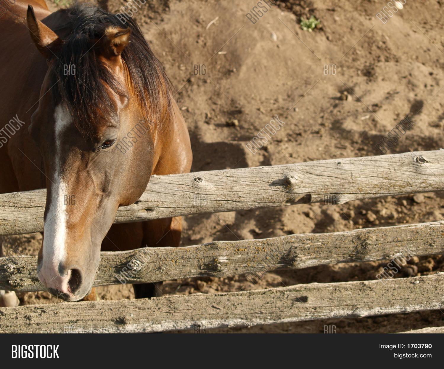Rustic Horse Image & Photo (Free Trial) | Bigstock