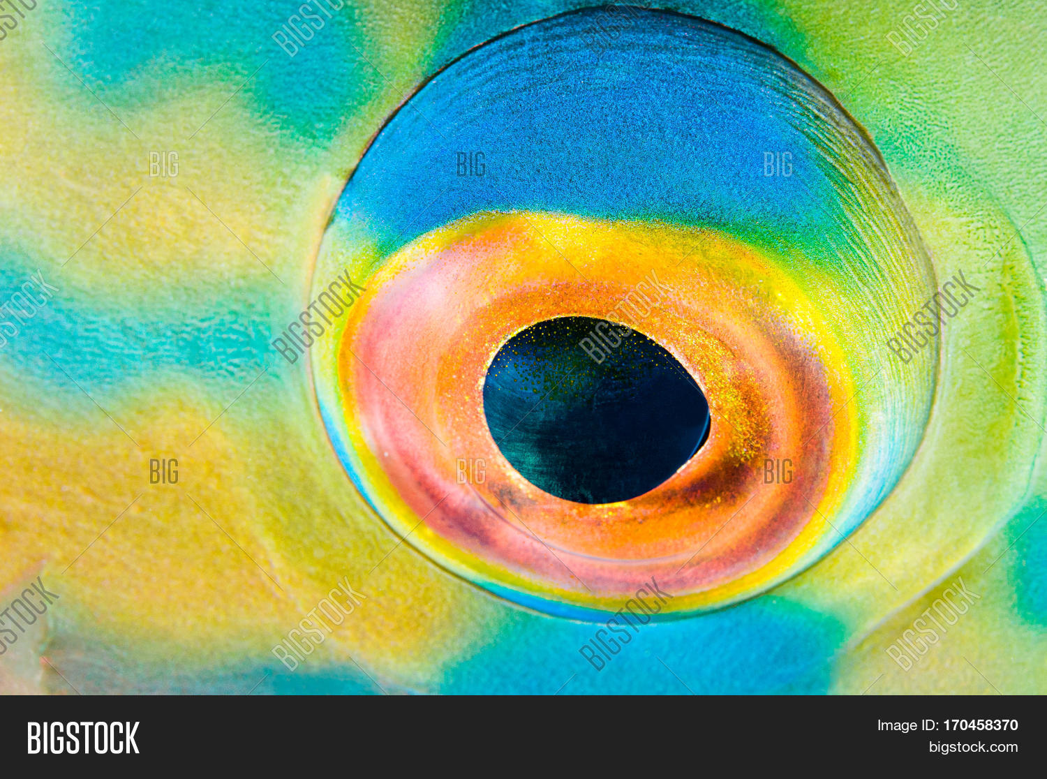 Eye Parrotfish Close Image & Photo (Free Trial) | Bigstock