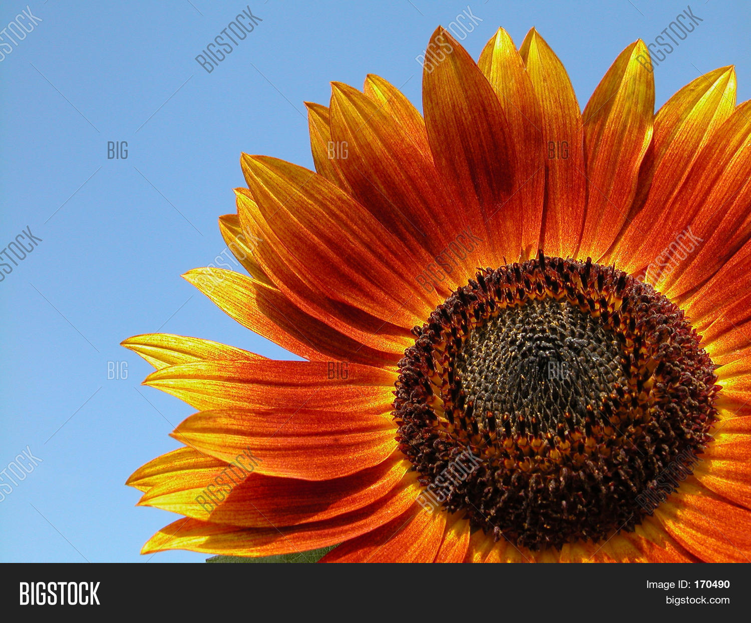 Sunflower Image & Photo (Free Trial) | Bigstock