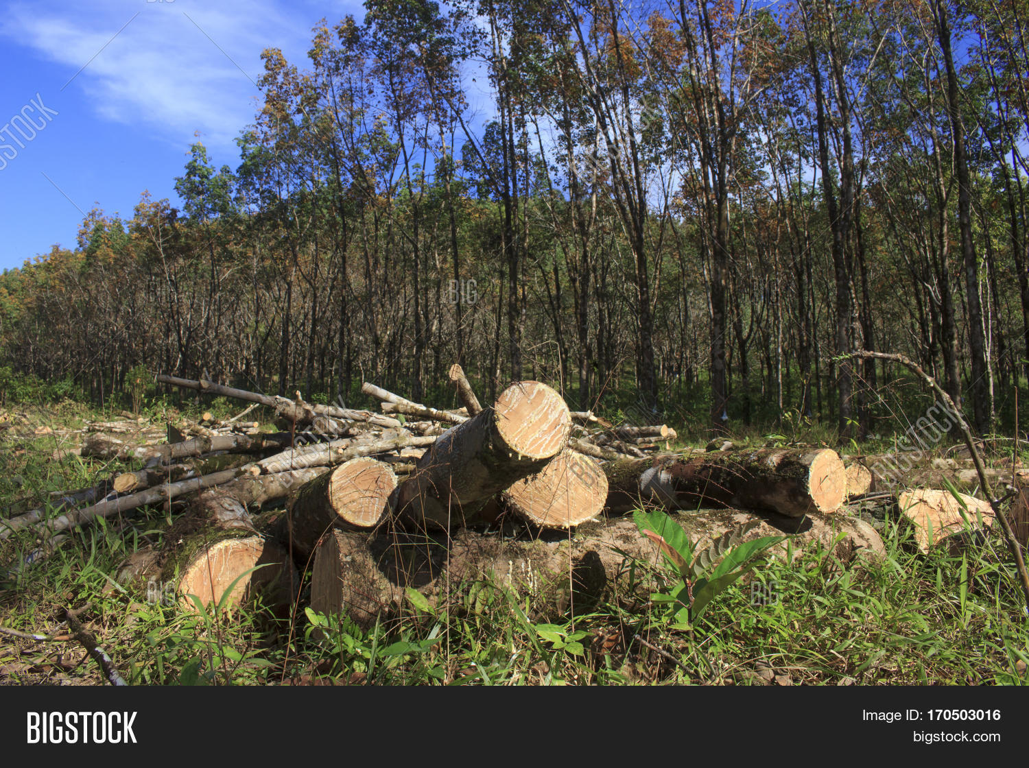 Deforestation. Logging Image & Photo (Free Trial) | Bigstock