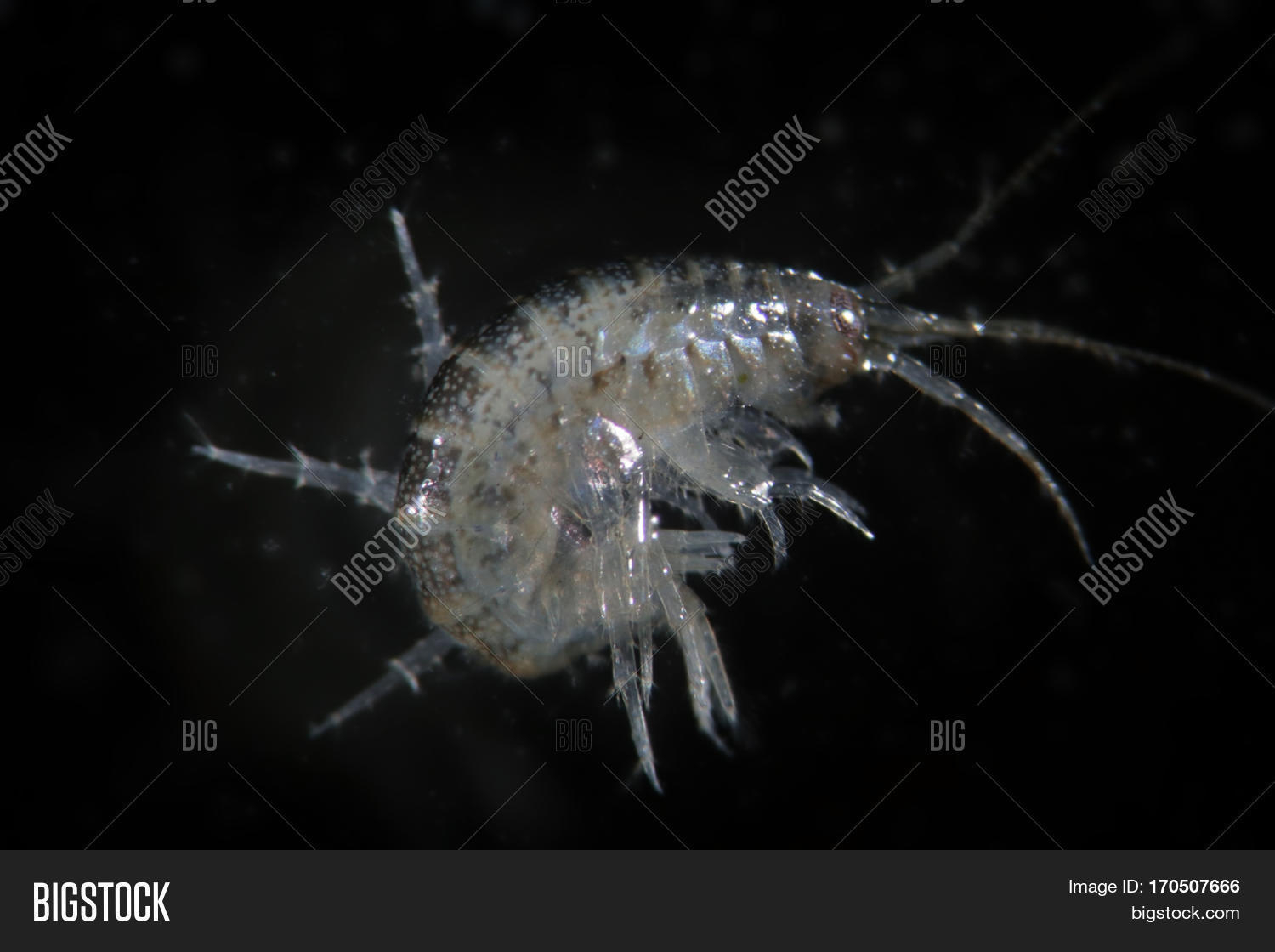 Crustacean Amphipoda Image & Photo (Free Trial) | Bigstock
