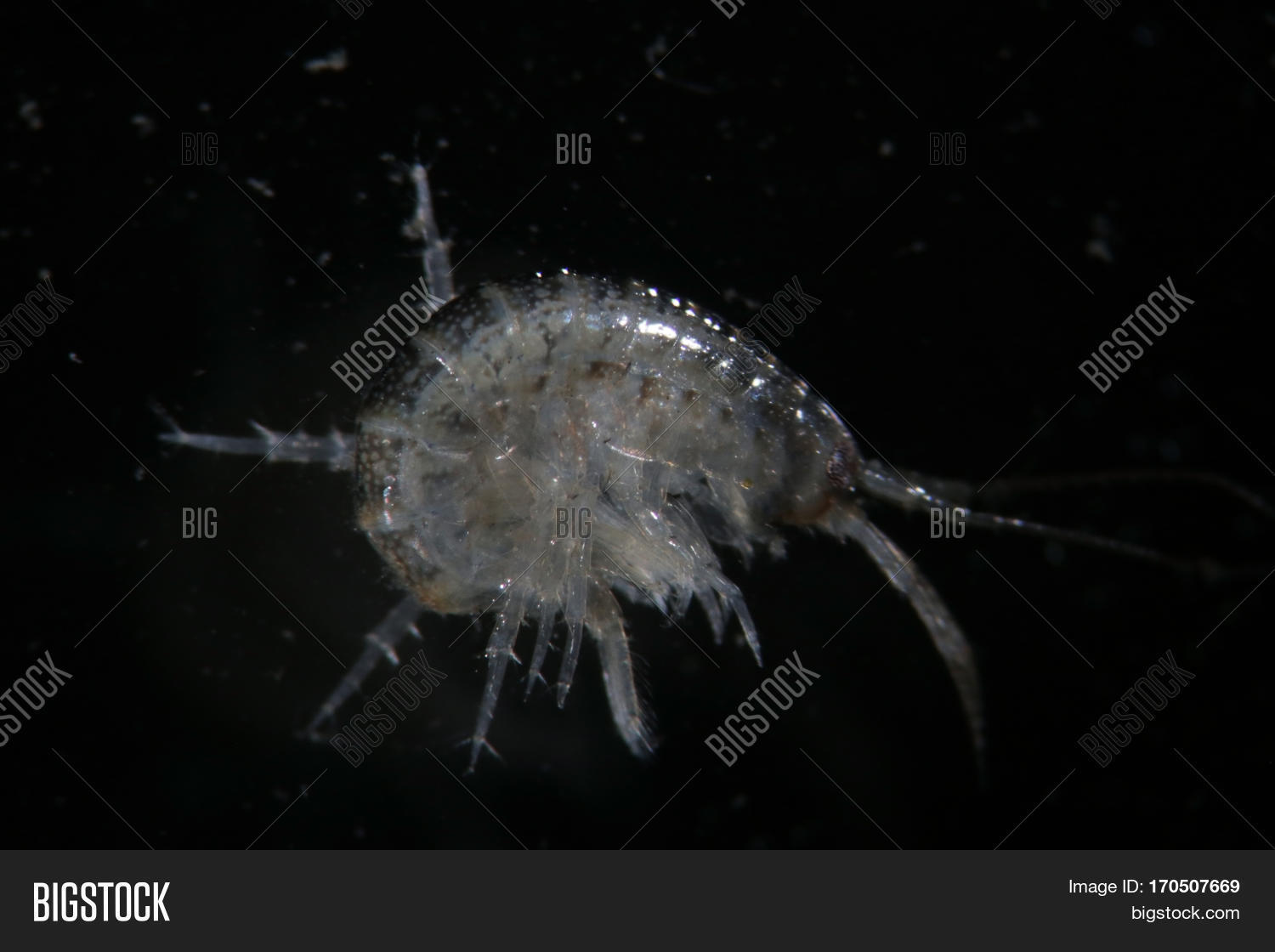 Crustacean Amphipoda Image & Photo (Free Trial) | Bigstock