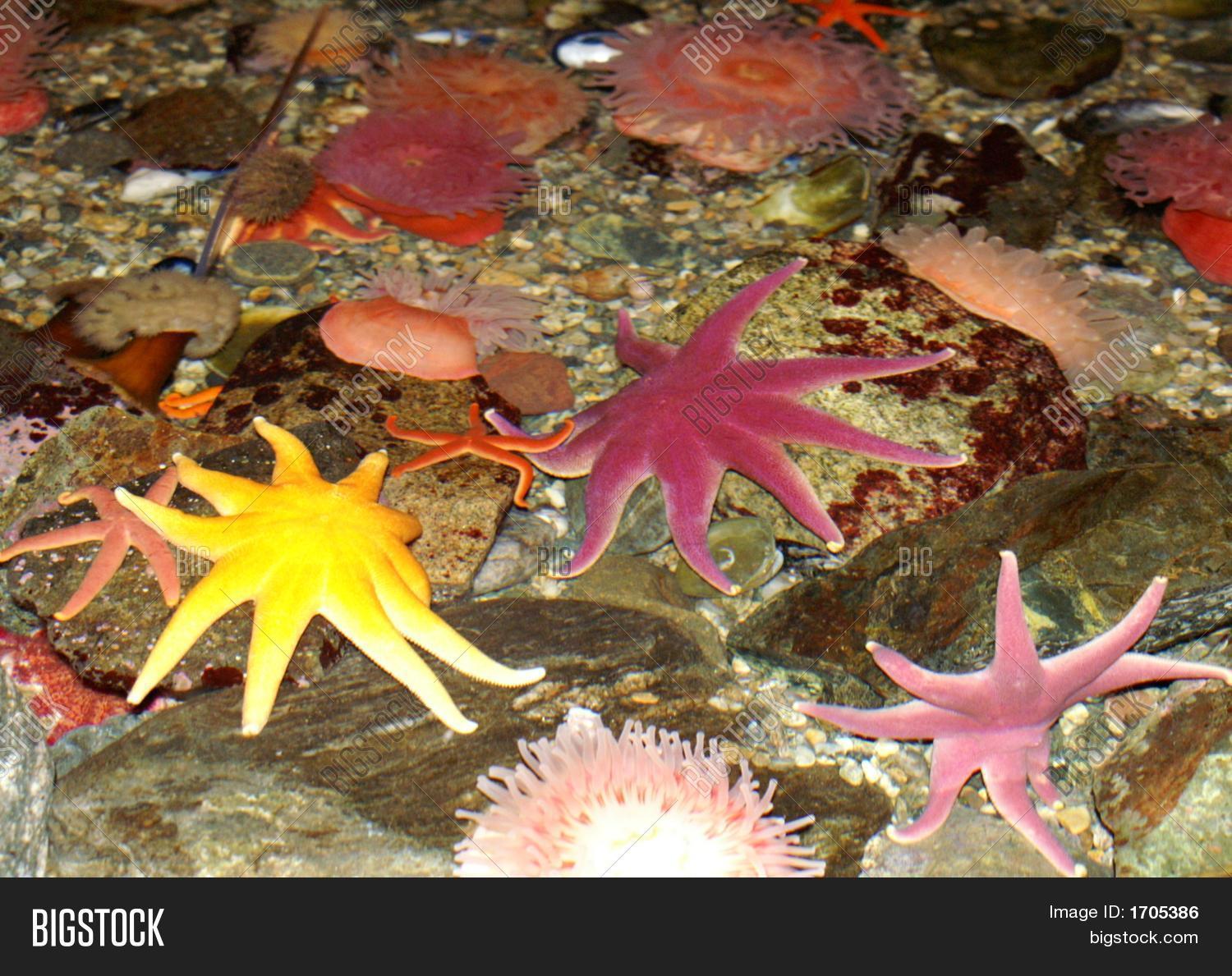 Colorful Starfish Image & Photo (Free Trial) | Bigstock