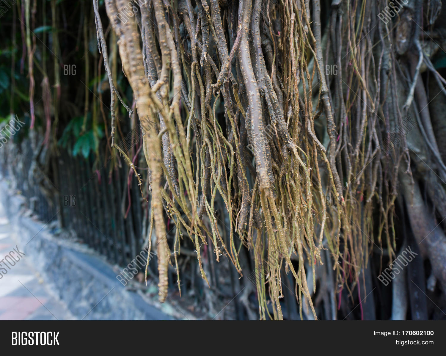 Big Old Tree Big Long Image & Photo (Free Trial) | Bigstock