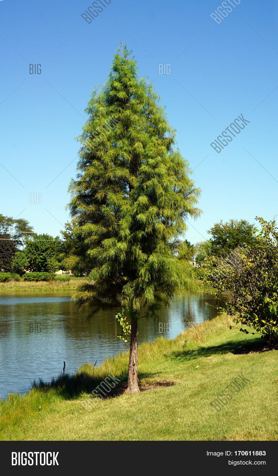 Japanese Cedar Tree ( Image & Photo (Free Trial) | Bigstock