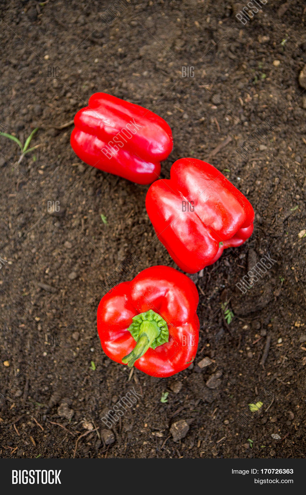 Overhead View Fresh Image & Photo (Free Trial) | Bigstock