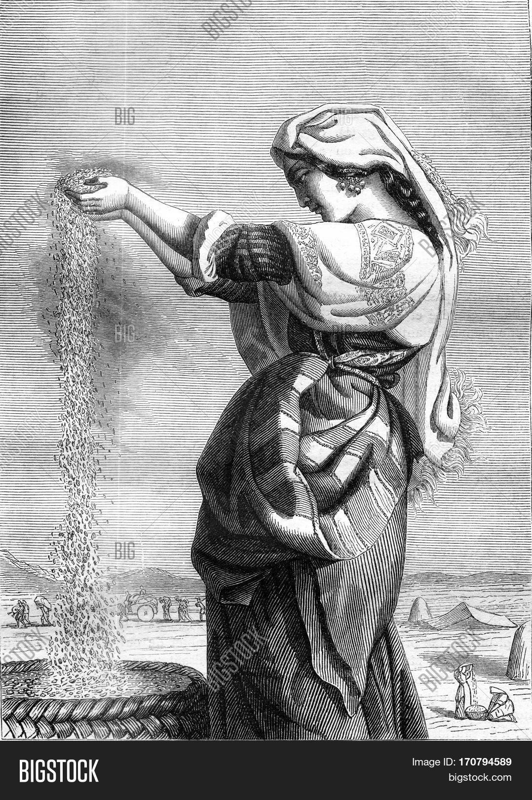 Winnowing By Rudolph Image & Photo (Free Trial) | Bigstock