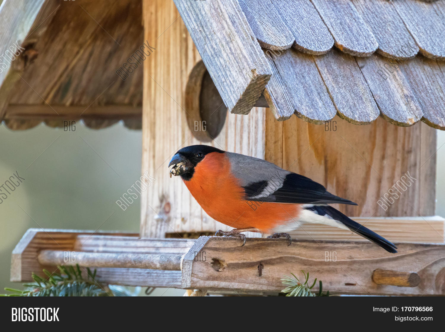 Male Eurasian Common Image & Photo (Free Trial) | Bigstock