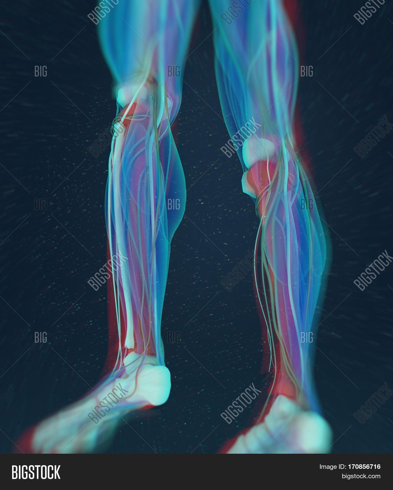 Human Anatomy, Male Image & Photo (Free Trial) | Bigstock