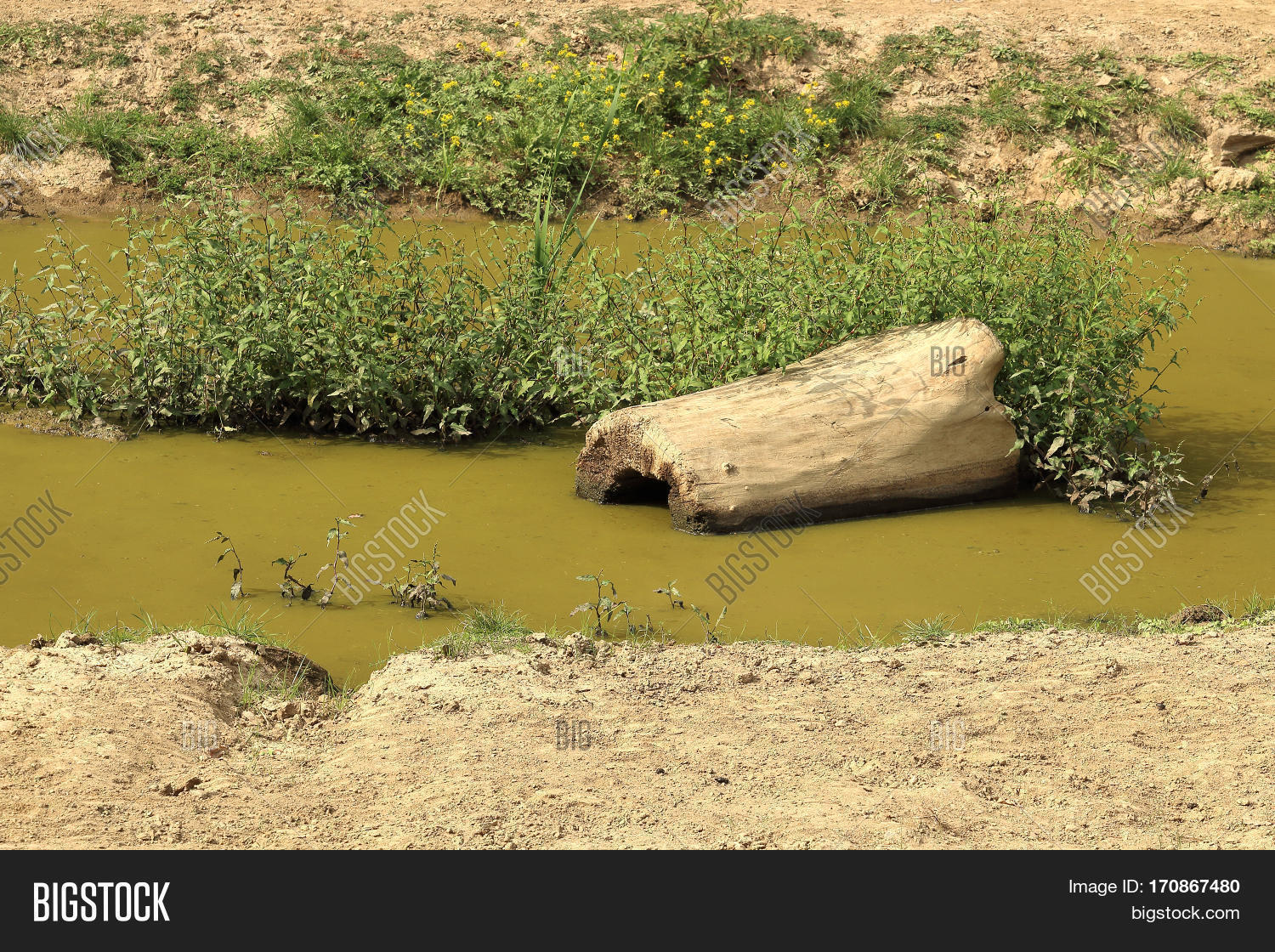 Wooden Log Swampy Pond Image & Photo (Free Trial) | Bigstock