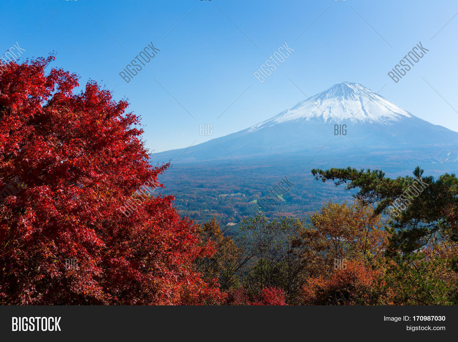 Mount Fuji Maple Tree Image & Photo (Free Trial) | Bigstock