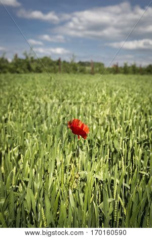 Lonely Red Possy Image & Photo (Free Trial) | Bigstock