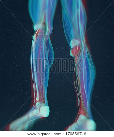 Human Anatomy, Male Image & Photo (Free Trial) | Bigstock