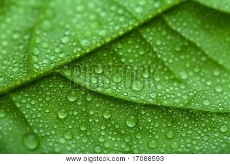 Fresh Green Leaf Water Image & Photo (Free Trial) | Bigstock