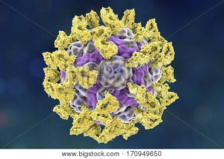 Parechovirus Attached Image & Photo (Free Trial) | Bigstock