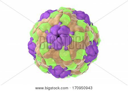 Human Parechovirus On Image & Photo (Free Trial) | Bigstock