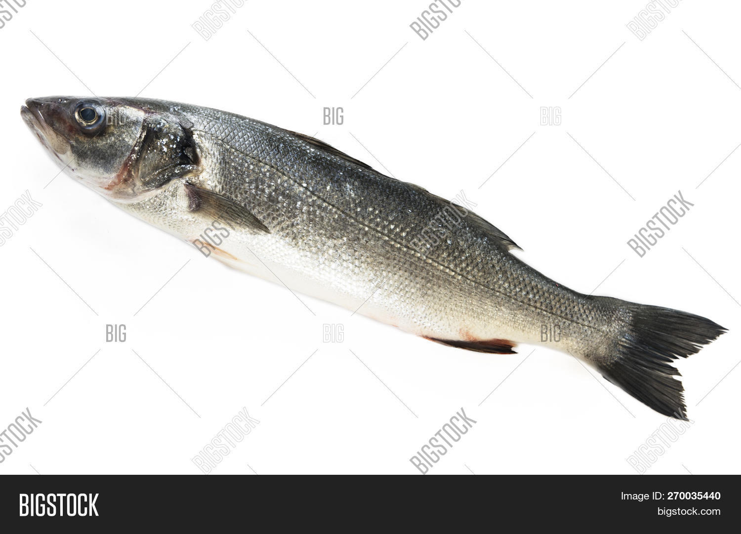 Sea Bass Fish Isolated Image & Photo (Free Trial) | Bigstock
